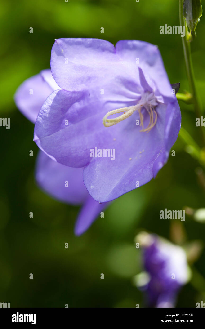 A purple trumpet shaped flower head showing the pollen laden stamen on ...