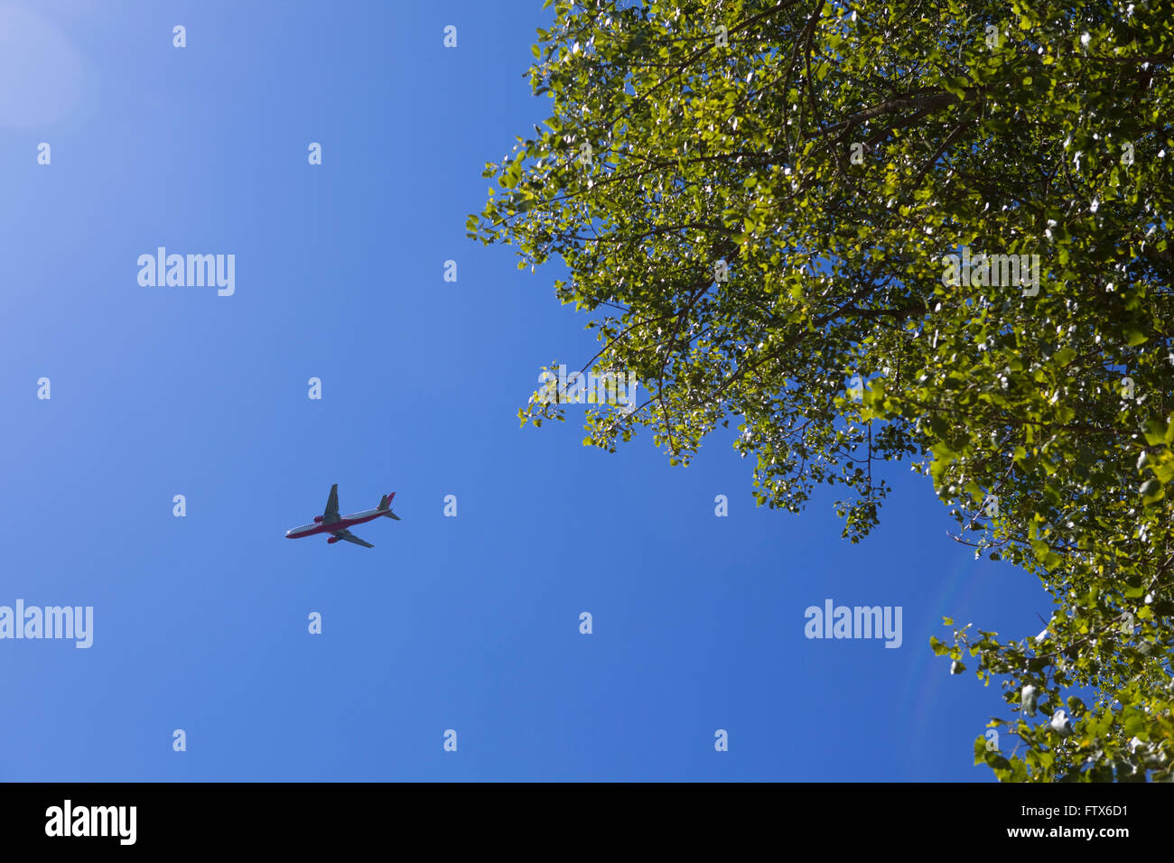 A large jet aircraft flys over head passing a tree in a deep blue ...