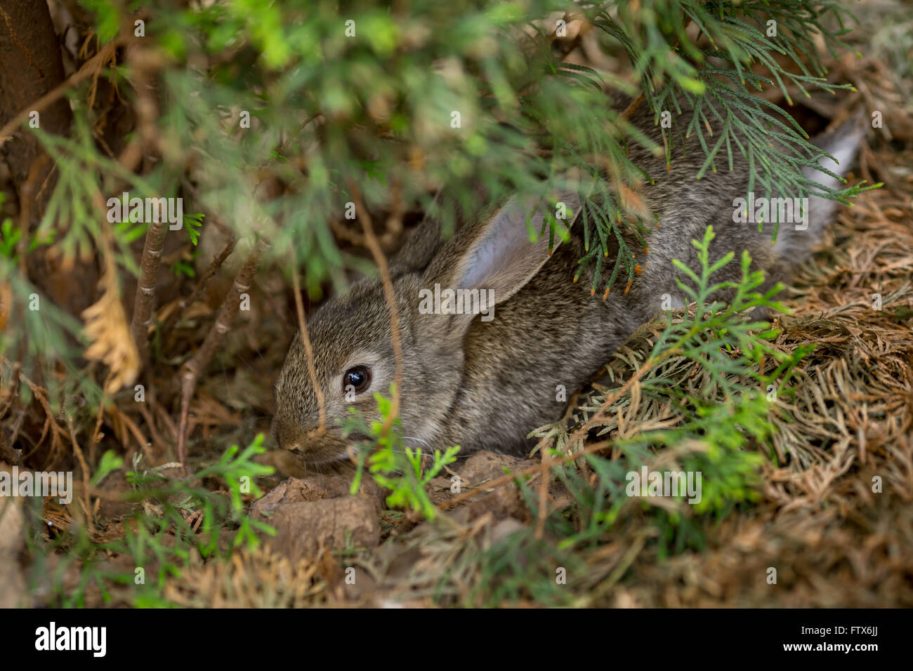 Rabbit is Beautiful Animal of Nature Stock Photo - Alamy