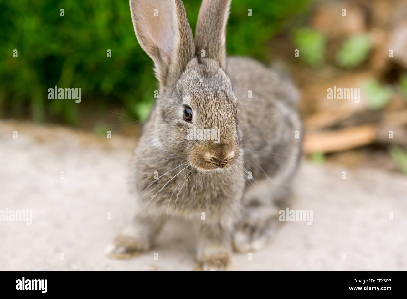 Rabbit is Beautiful Animal of Nature Stock Photo - Alamy