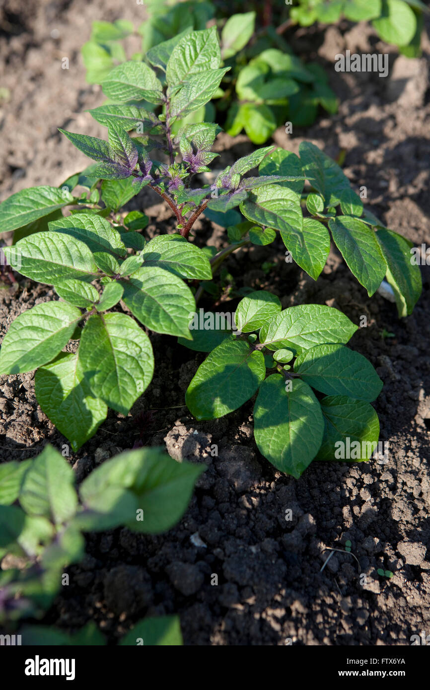 Young potato plant sprout hi-res stock photography and images - Alamy