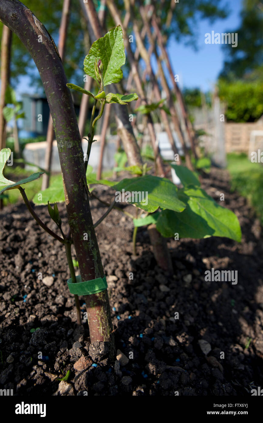 French bean seedling hi-res stock photography and images - Alamy