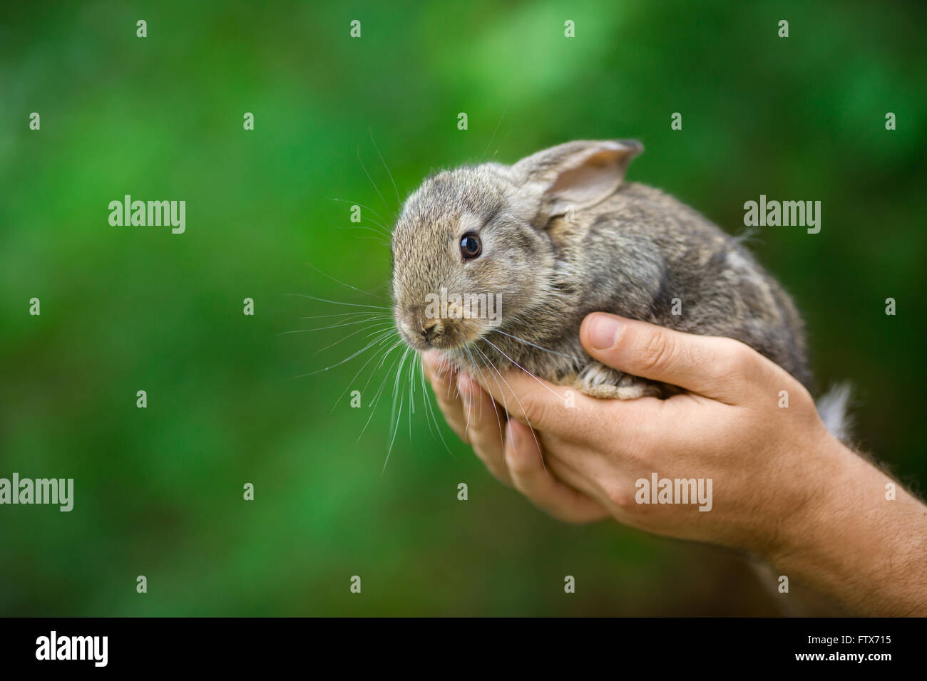 Man holding rabbit outdoors hi-res stock photography and images - Alamy