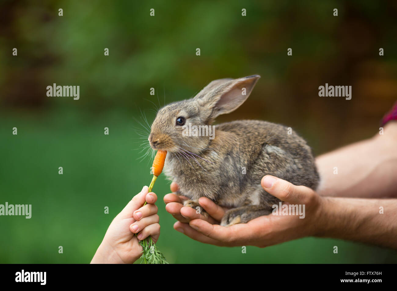 Child feeding rabbit carrot hi-res stock photography and images - Alamy