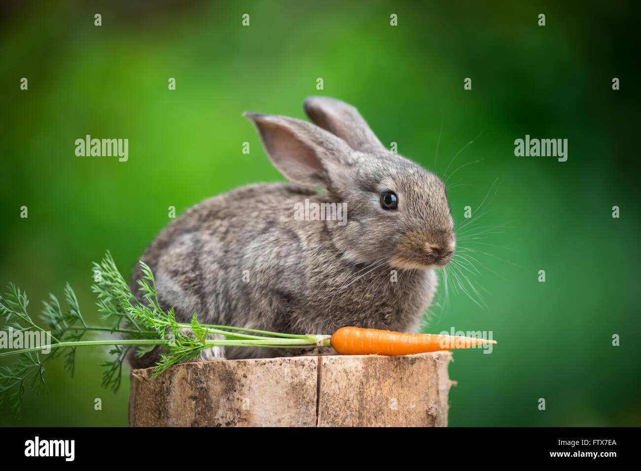 Rabbit. Beautiful animal of nature Stock Photo - Alamy