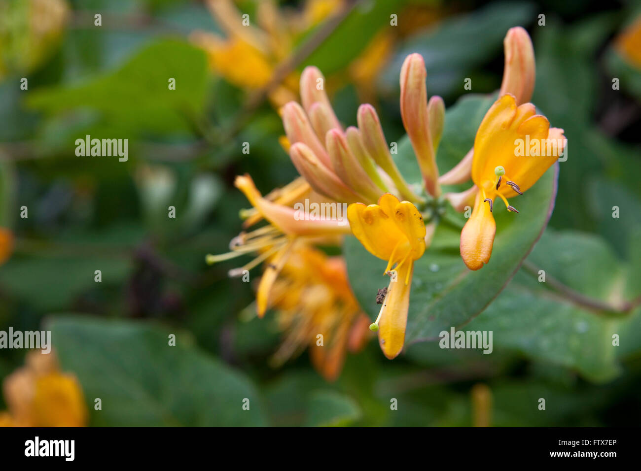 Detail close up of a yellow, orange coloured honeysuckle plant rambling ...