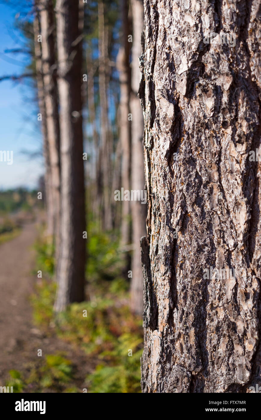 Rough tree surface hi-res stock photography and images - Alamy