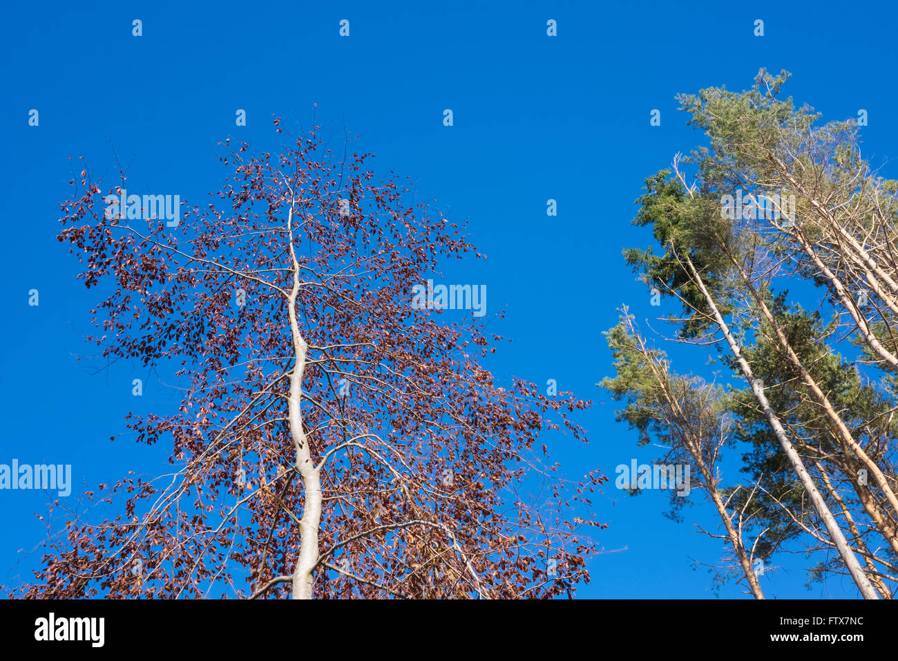 Woods tops hi-res stock photography and images - Alamy