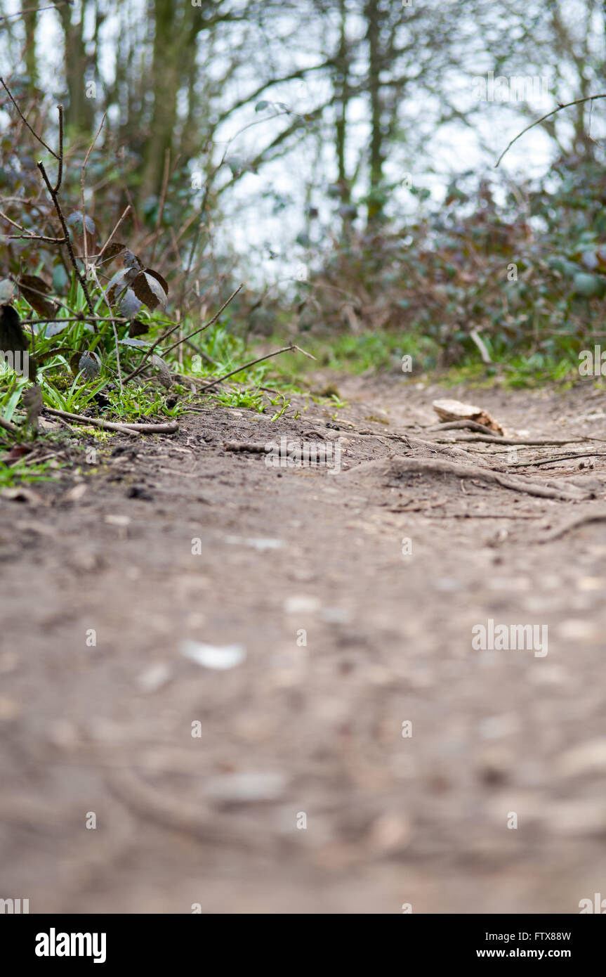 Pathway through forest hi-res stock photography and images - Alamy