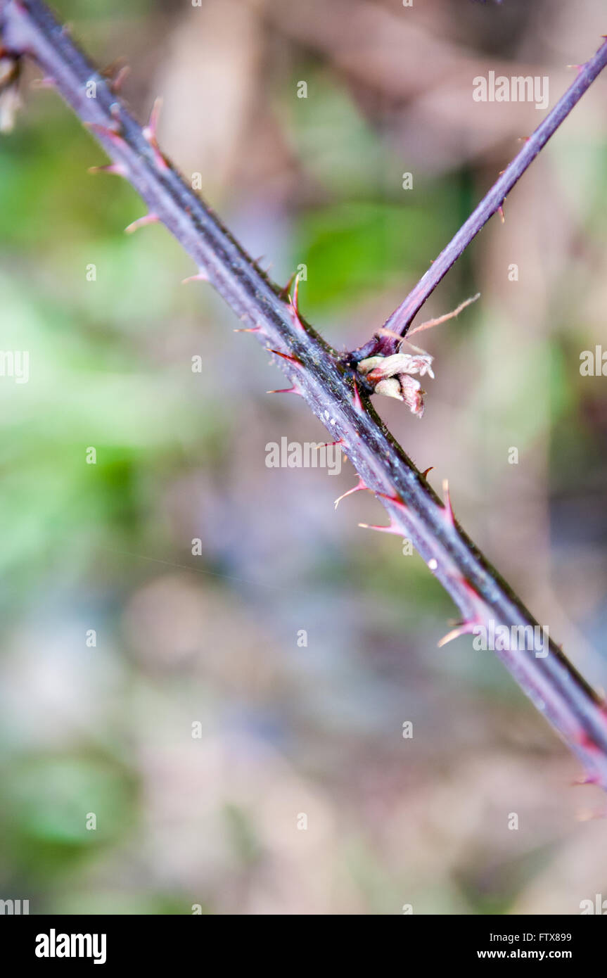On thorn stick hi-res stock photography and images - Alamy
