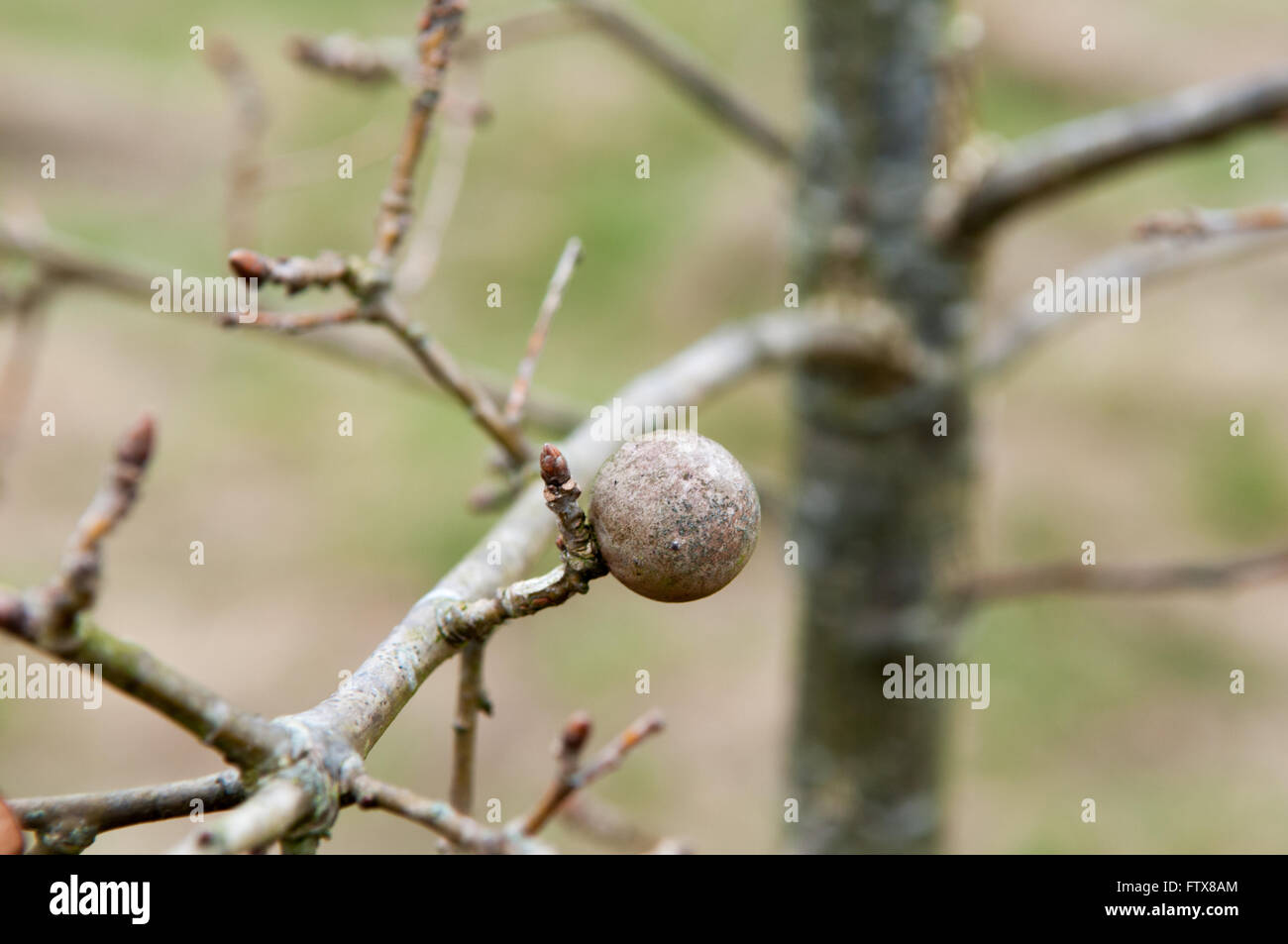 Round seed growing on the end of a branch Stock Photo - Alamy