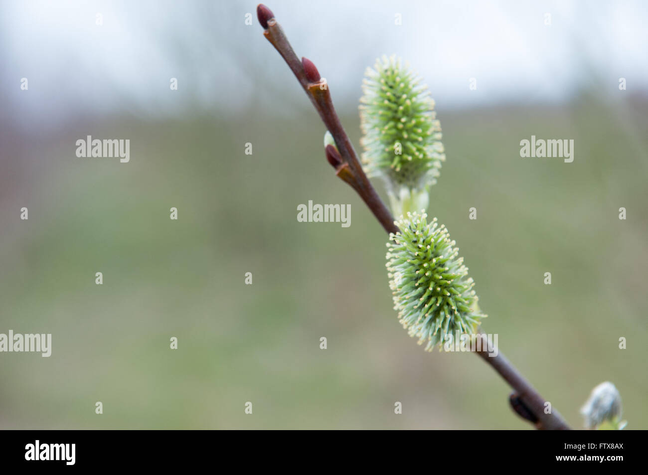 Young green plant bud growing in natural environment Stock Photo - Alamy