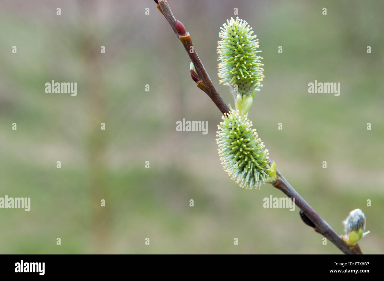 Young green plant bud growing in natural environment Stock Photo - Alamy