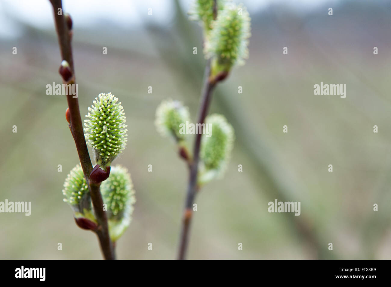 Young green plant bud growing in natural environment Stock Photo - Alamy