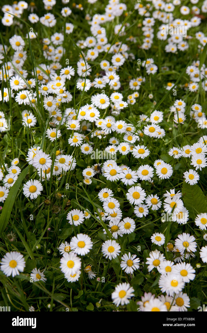 A large bed of daises growing wild in a field Stock Photo - Alamy