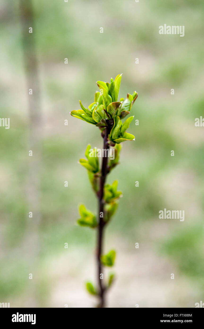 Young green plant bud growing in natural environment Stock Photo - Alamy
