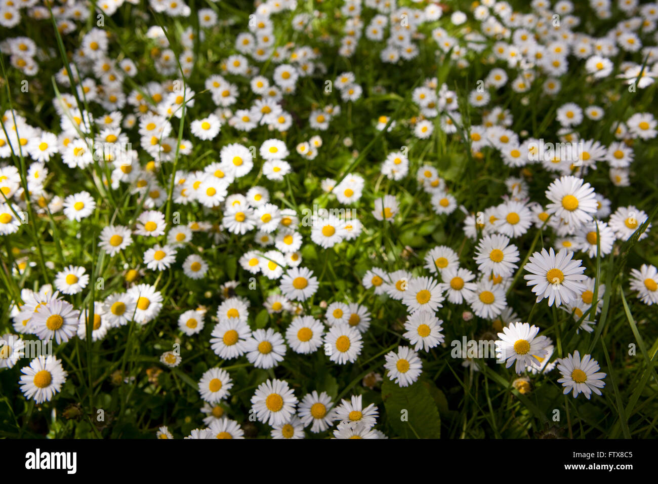 A large bed of daises growing wild in a field Stock Photo - Alamy