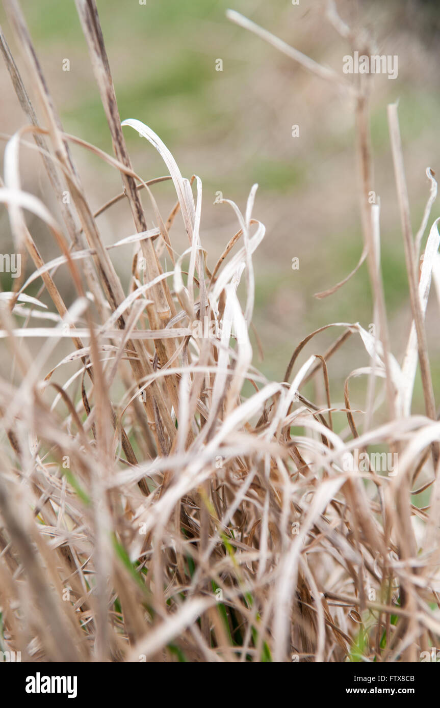 Tall dried grass hi-res stock photography and images - Alamy