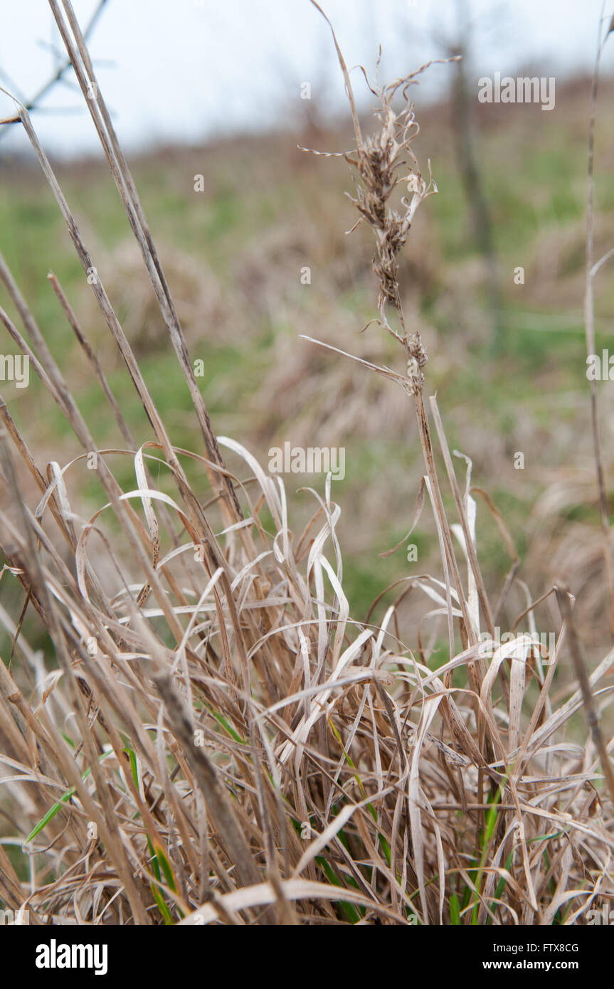 close up of tall dried grass growing in a field Stock Photo - Alamy