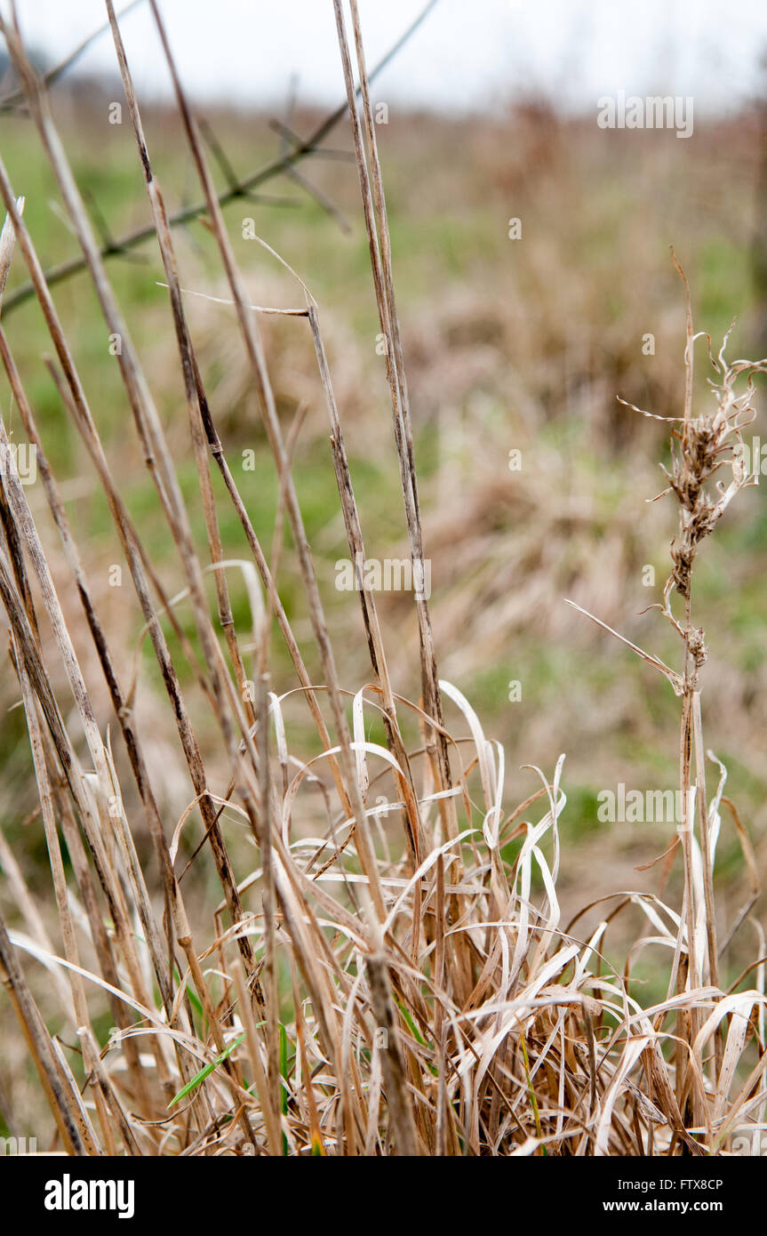 Tall dried grass hi-res stock photography and images - Alamy