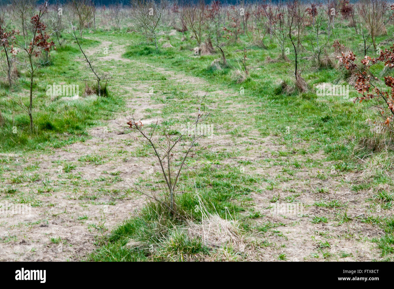 Choice of directions through a country path in a field Stock Photo - Alamy