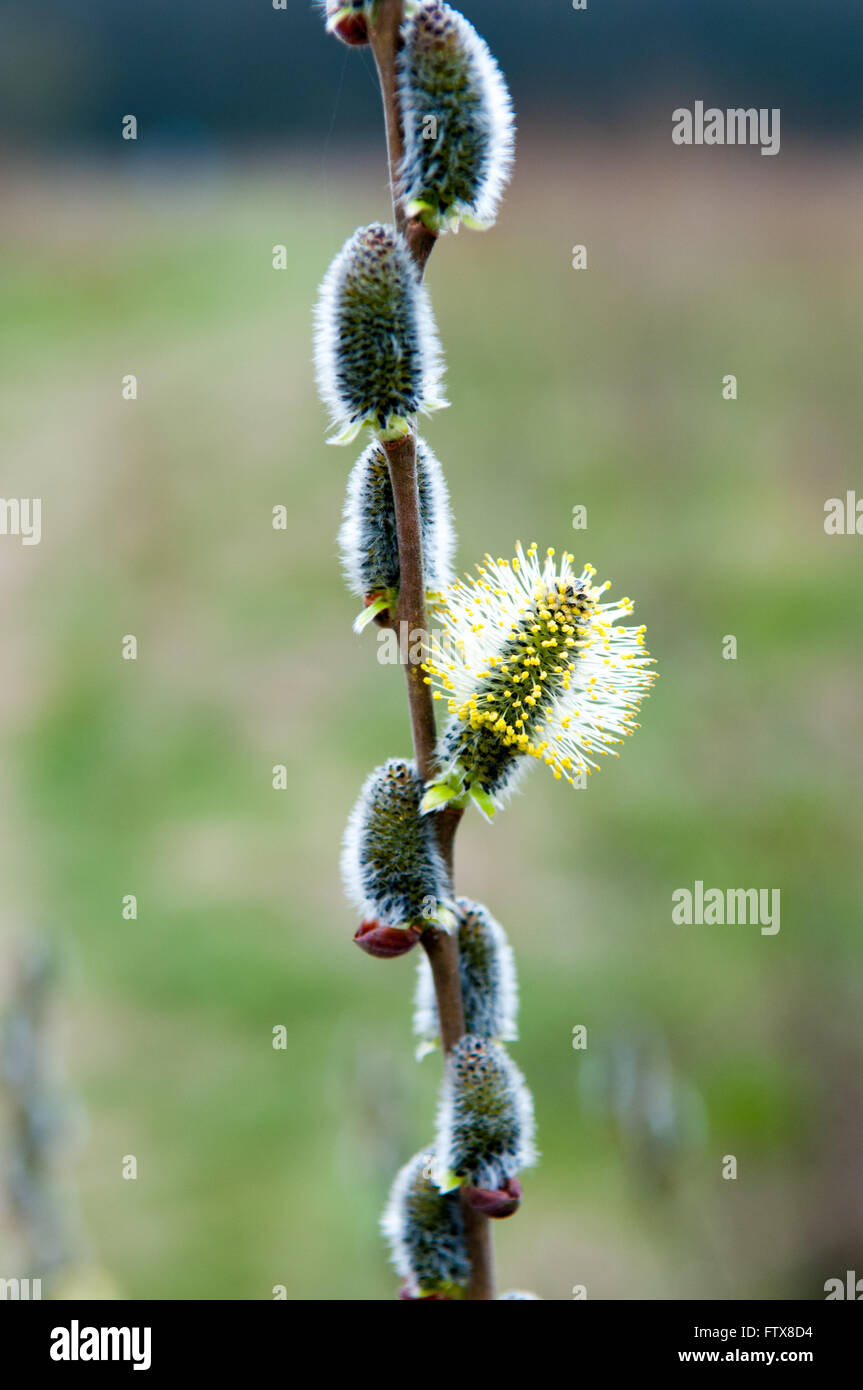 Young green plant bud growing in natural environment Stock Photo - Alamy