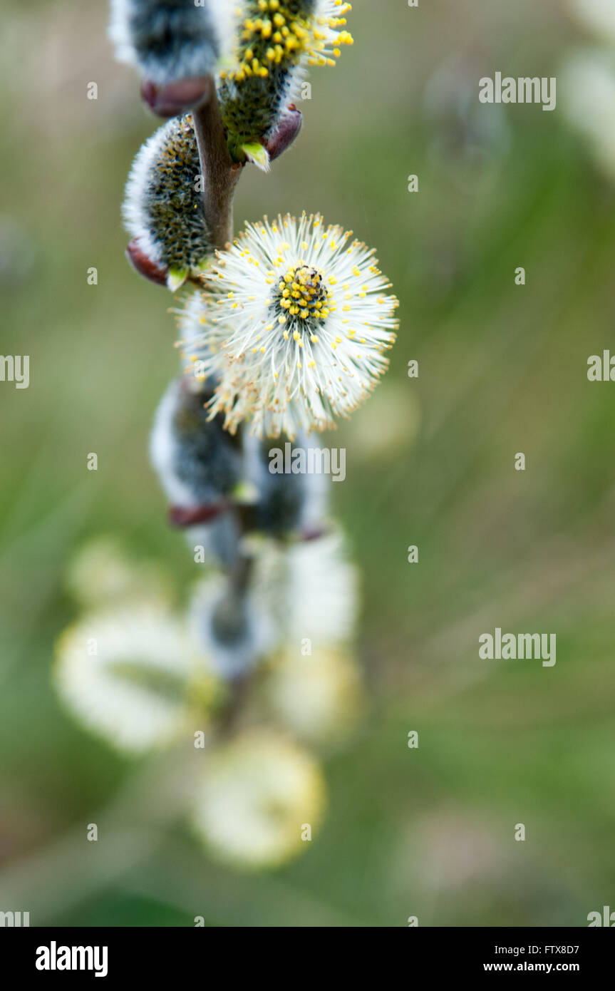 Young green plant bud growing in natural environment Stock Photo - Alamy