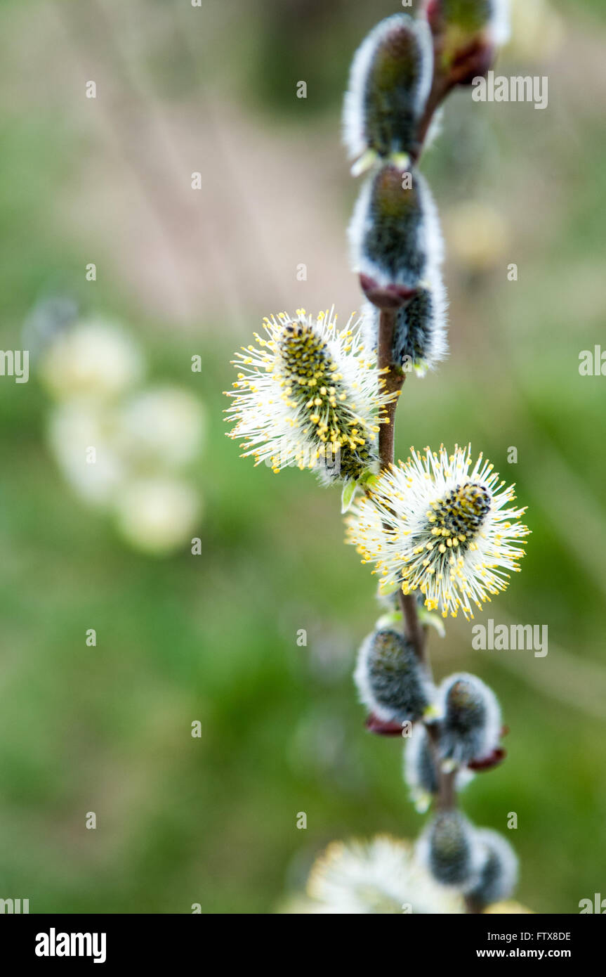 Young green plant bud growing in natural environment Stock Photo - Alamy