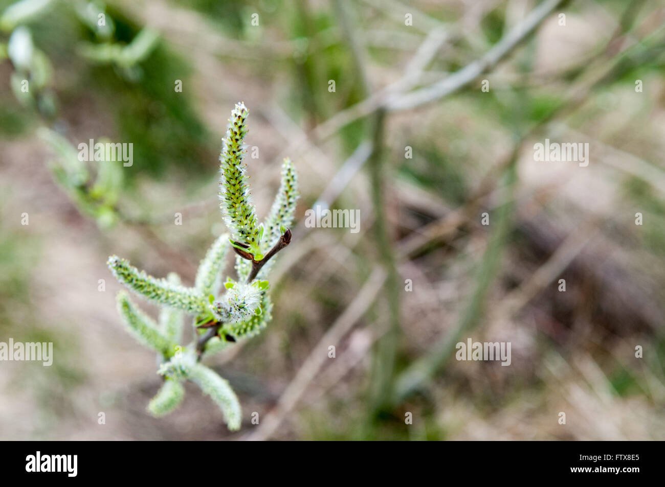 Young green plant bud growing in natural environment Stock Photo - Alamy