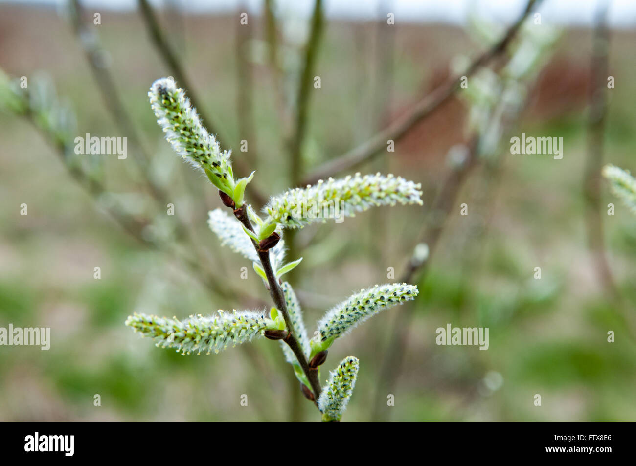 Young green plant bud growing in natural environment Stock Photo - Alamy