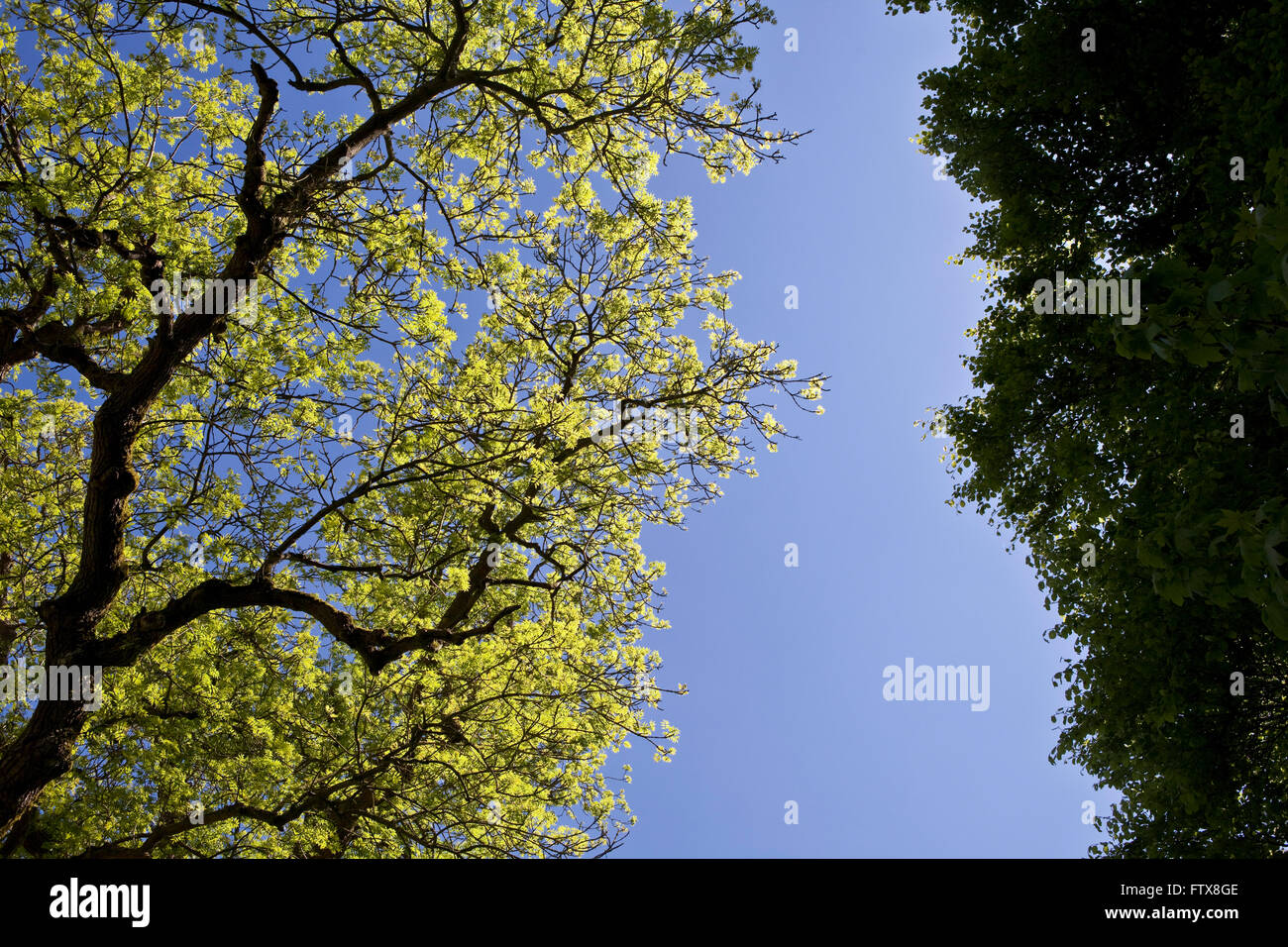 Bright summer sun shining through the new leaves on a tree in the ...