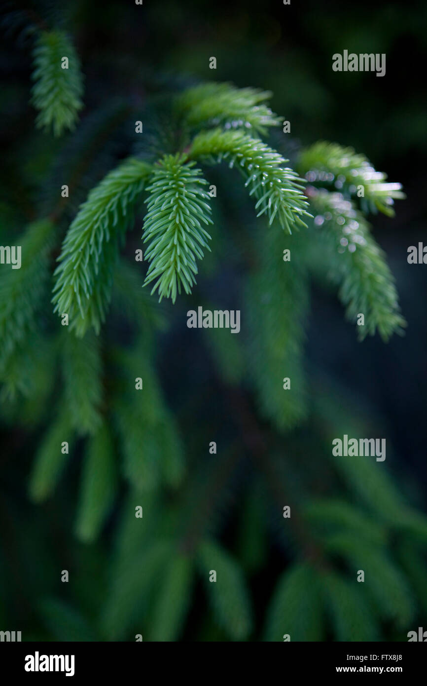 Pine tree branches hanging down laden with typical needles Stock Photo ...