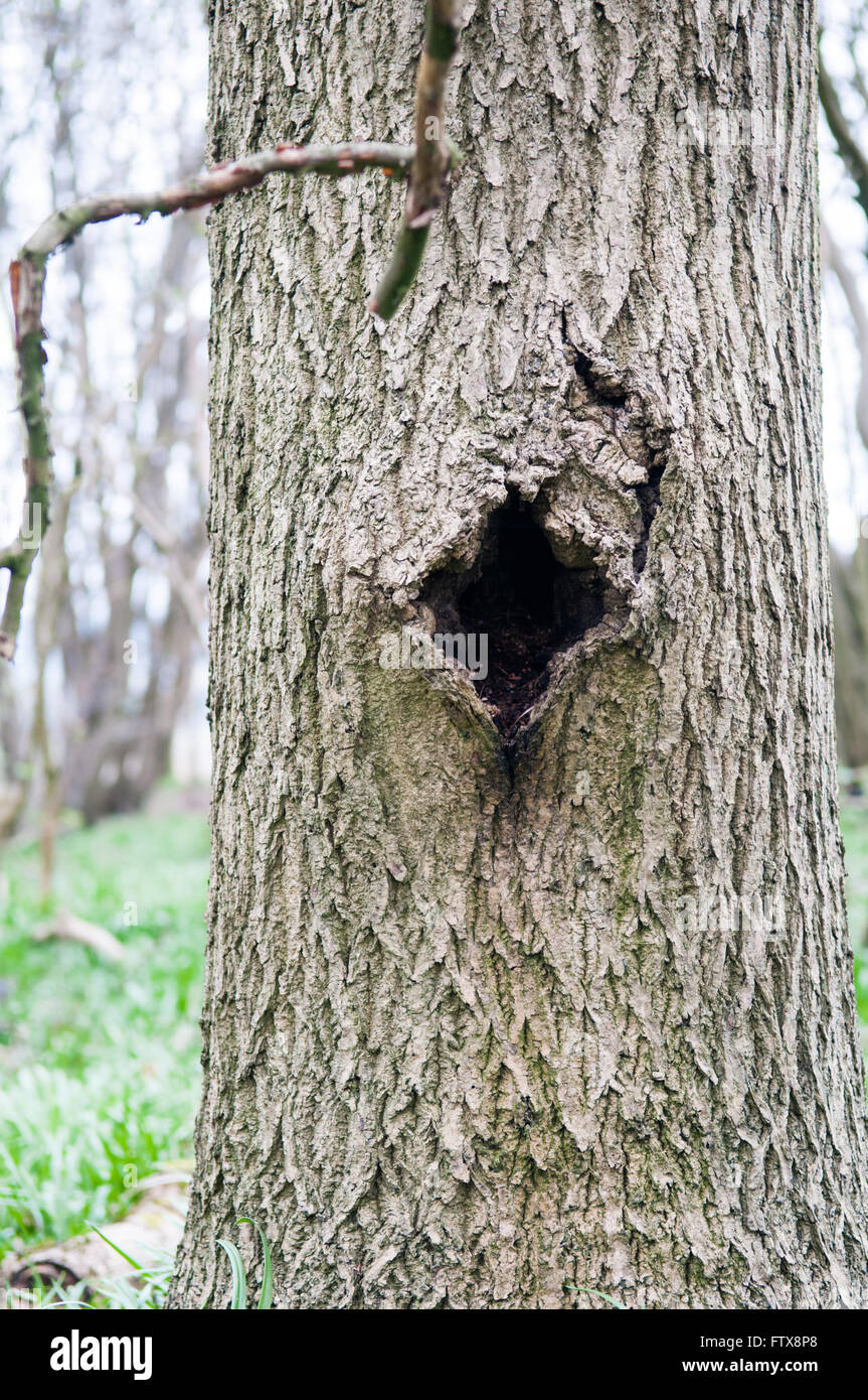 Tree trunk in the forest with a hole in the base Stock Photo - Alamy