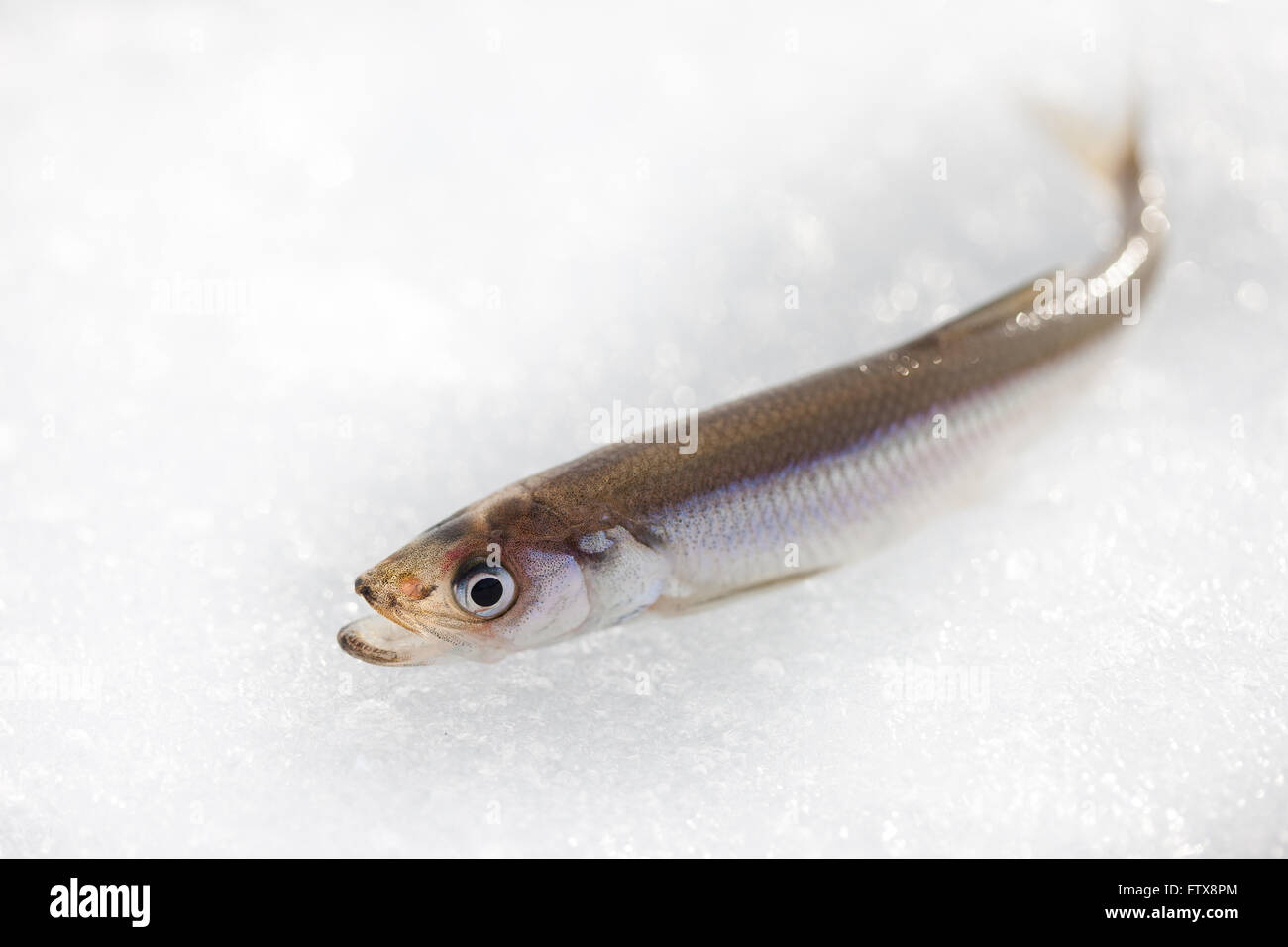 fresh smelt fish on white ice closeup Stock Photo - Alamy