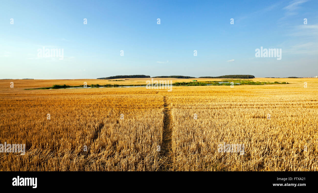 path in the agricultural field Stock Photo - Alamy