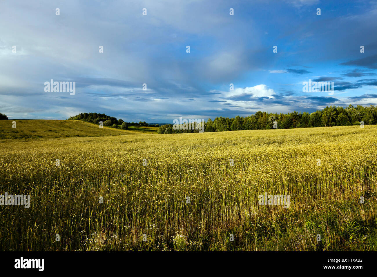 wheat field , Stormy Stock Photo - Alamy