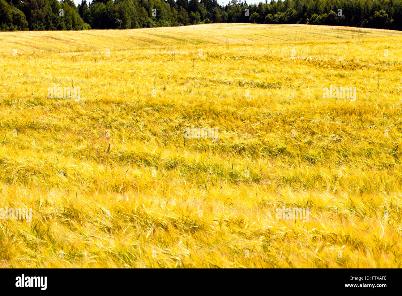 agricultural field, rye Stock Photo - Alamy