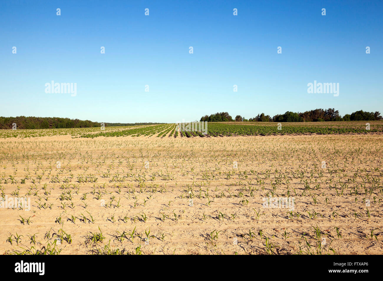 potato field, spring Stock Photo - Alamy