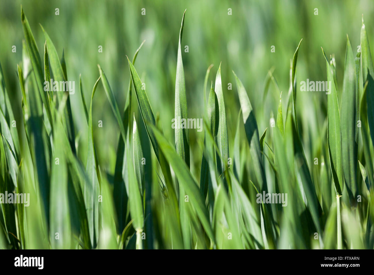 Leaves of wheat. close-up Stock Photo - Alamy