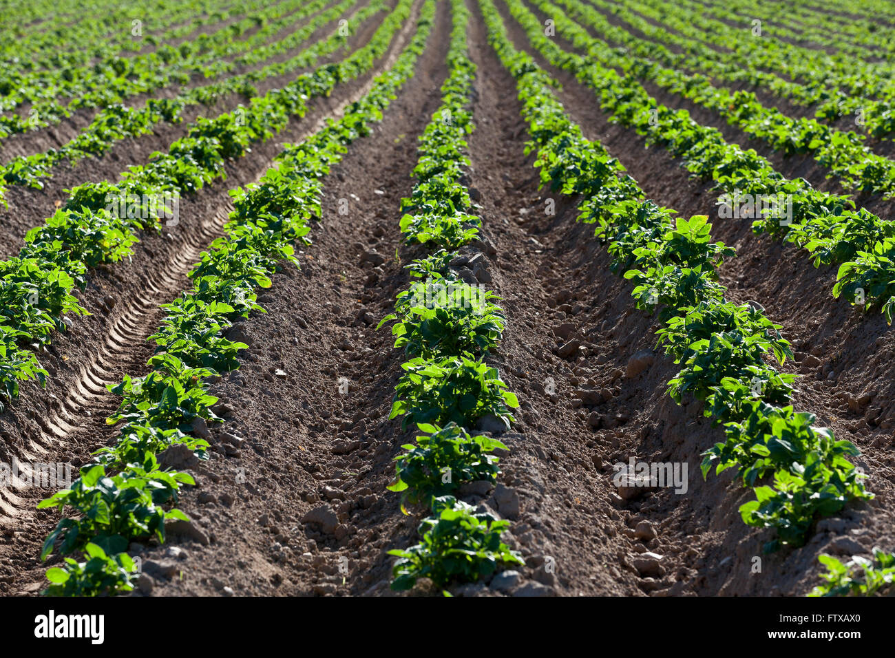 potato field. close-up Stock Photo - Alamy