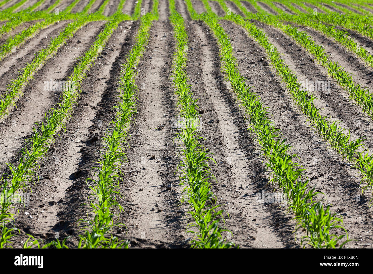 corn field. Spring Stock Photo - Alamy