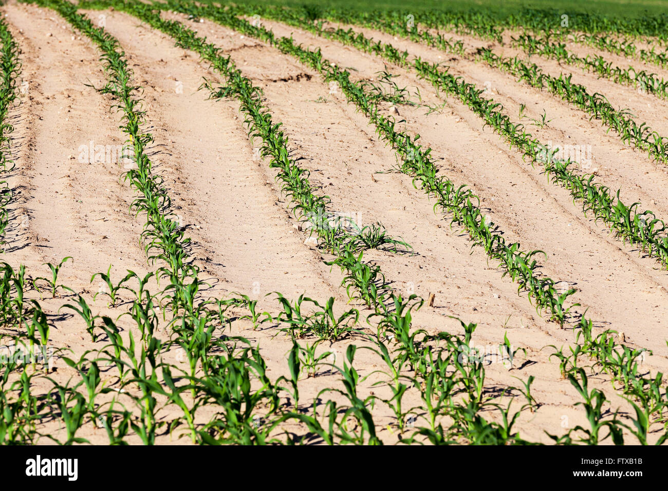 corn field. close-up Stock Photo - Alamy