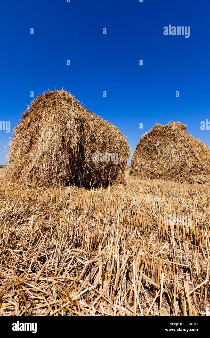 stack of straw in the field Stock Photo - Alamy