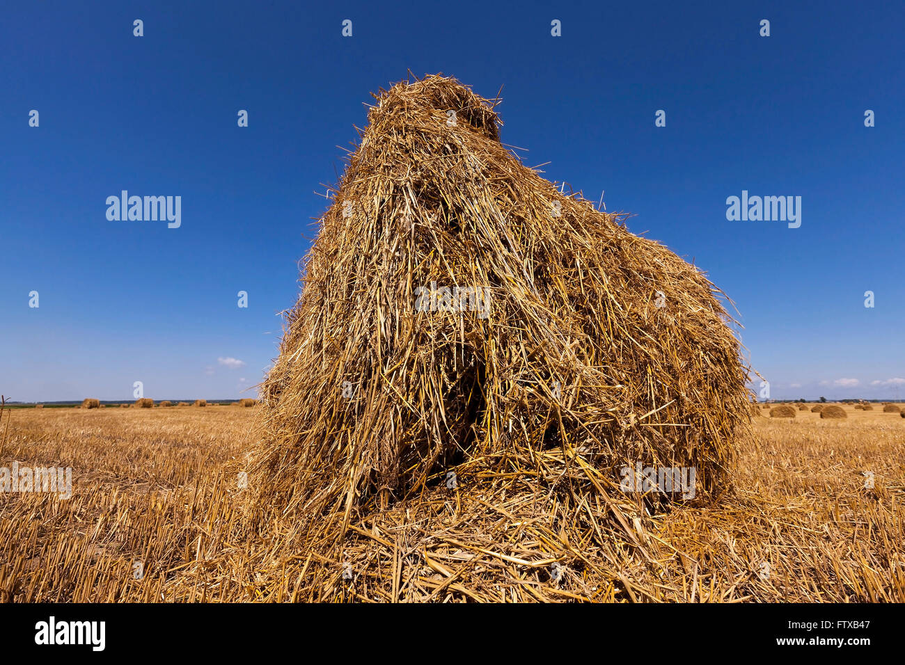 stack of straw in the field Stock Photo - Alamy