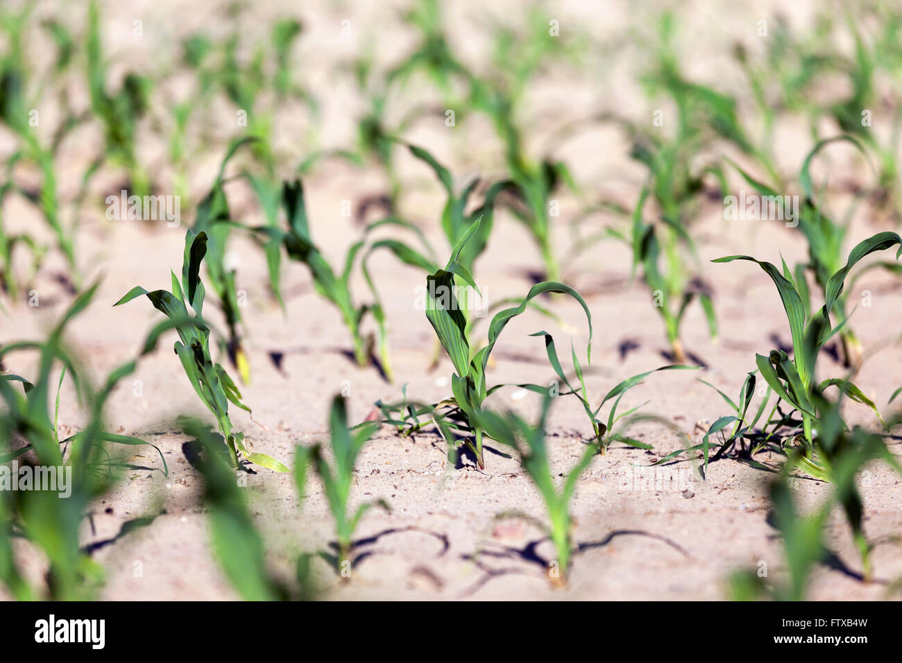 green corn. Spring Stock Photo - Alamy
