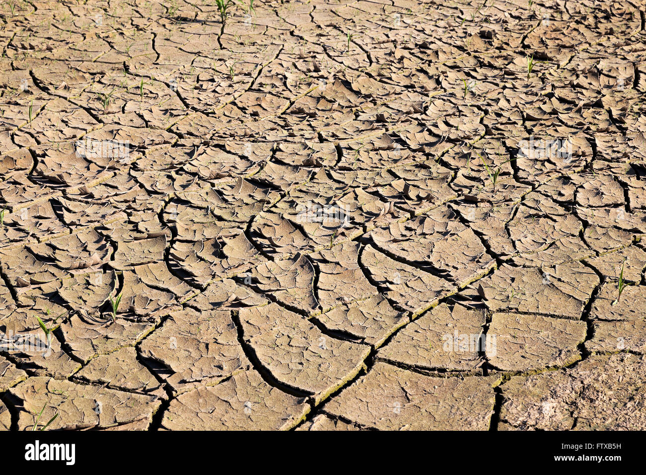 cracked earth field Stock Photo - Alamy