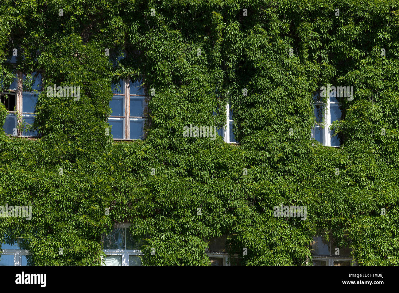 Ivy covering building hi-res stock photography and images - Alamy