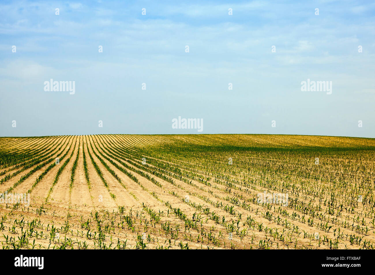 Corn field, summer Stock Photo - Alamy