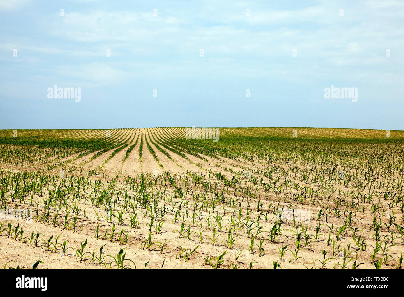 Corn field, summer Stock Photo - Alamy