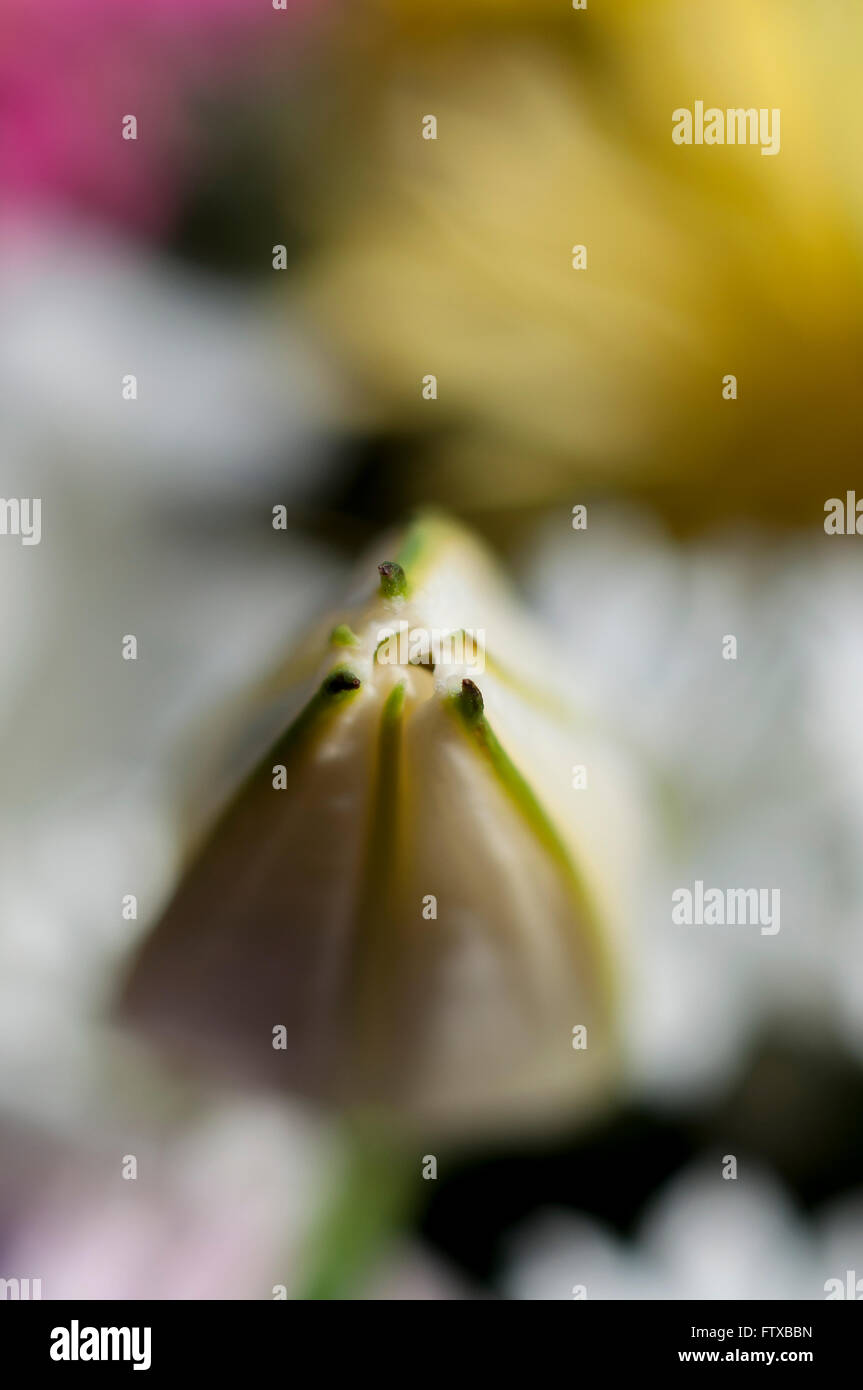 background of flowers and nature, spring concept and joy Stock Photo ...